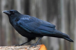 American Crow: Field Guide, Pictures, Habitat & Info - Optics Mag