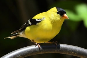 30 Common Backyard Birds in Virginia (with Pictures) - Optics Mag