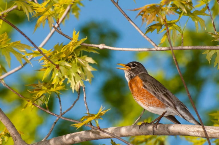 Robin vs Cardinal: How to Tell the Difference (With Pictures) - Optics Mag