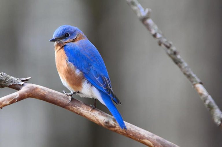 What is the State Bird of Missouri? How Was it Decided? - Optics Mag