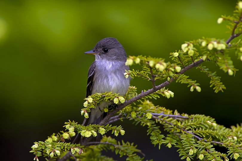 30 Common Backyard Birds in Minnesota (With Pictures) - Optics Mag