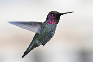 Are There Hummingbirds in Hawaii? The Interesting Answer! - Optics Mag
