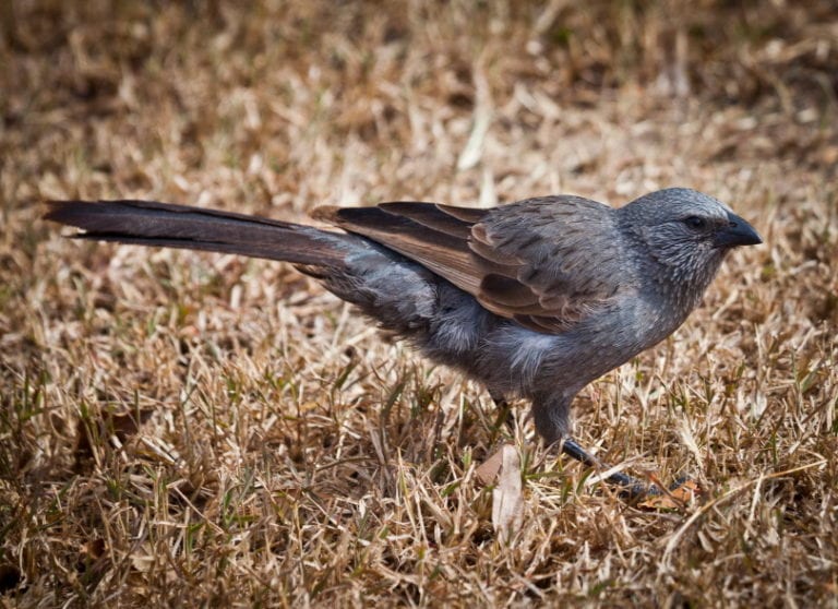 10 Types of Blackbirds in Australia (With Pictures) - Optics Mag