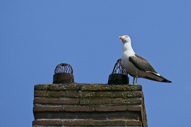 Why Do Birds Fly Into My House? 6 Reasons for This Behavior - Optics Mag