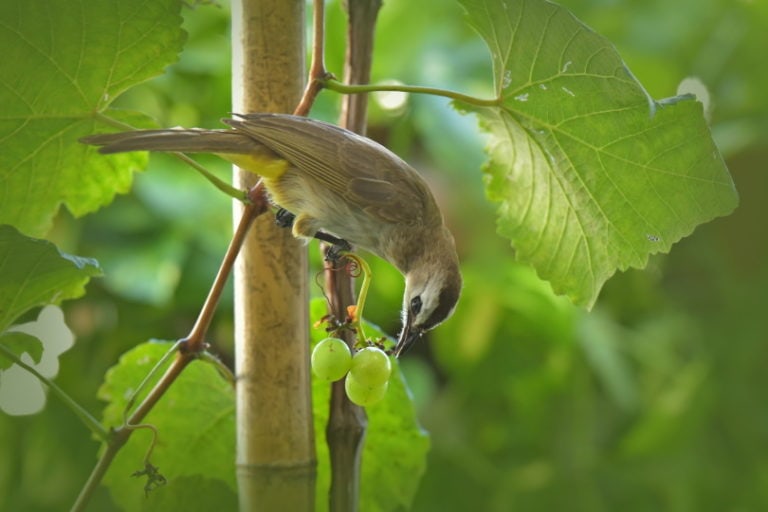 Can Birds Eat Grapes? What You Need to Know! - Optics Mag