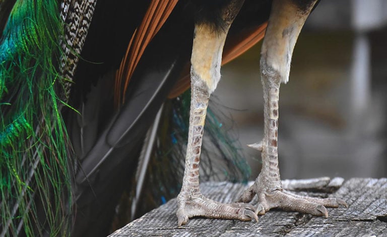 What Are Birds Feet Called? Are There Different Types? - Optics Mag