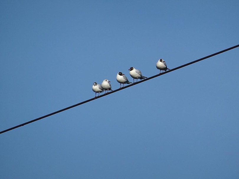 Why Can Birds Sit On Power Lines? Can They All Do It? - Optics Mag