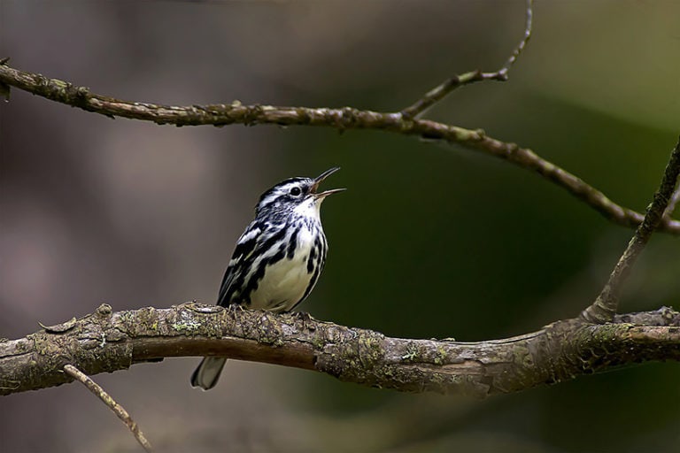 Do Birds Eat Wasps? What You Need to Know! - Optics Mag
