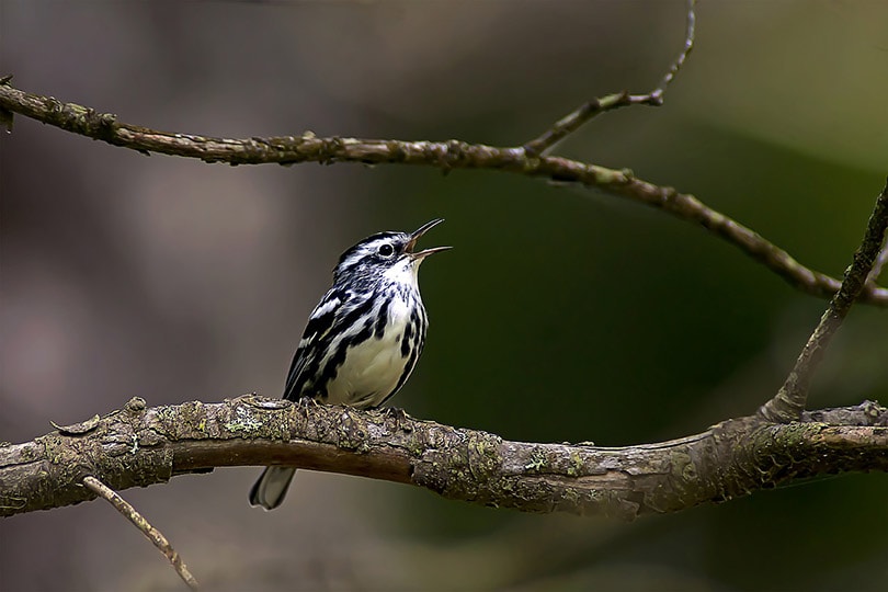 Do Birds Eat Wasps? What You Need to Know! - Optics Mag