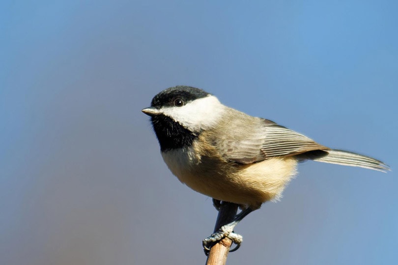 5 Types of Chickadees (With Pictures) - Optics Mag