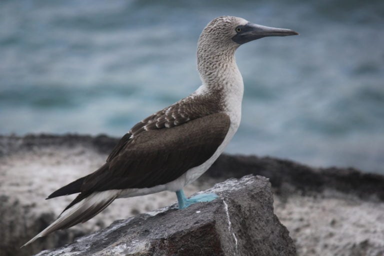 10 Types of Seabirds: An Overview (with Pictures) - Optics Mag