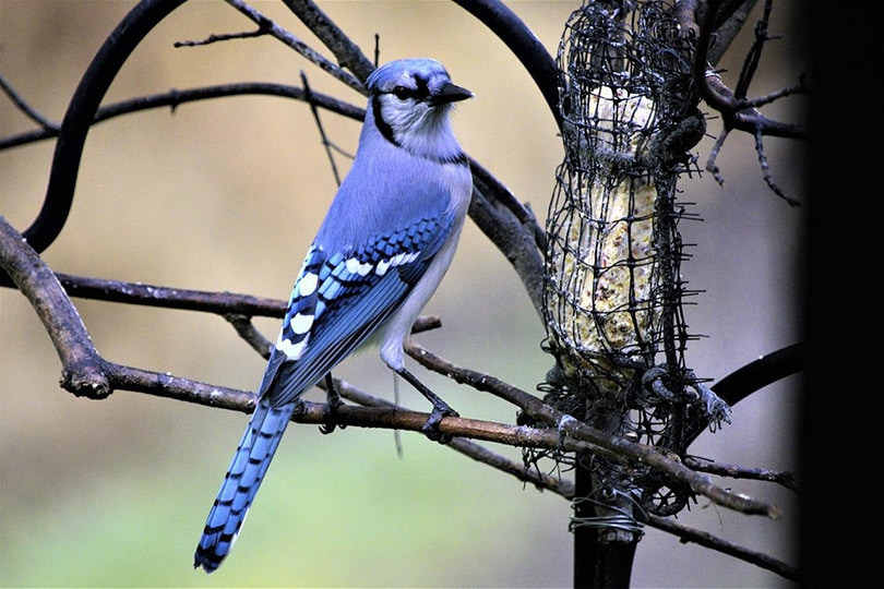 20 Interesting & Fun Blue Jay Facts You Never Knew - Optics Mag