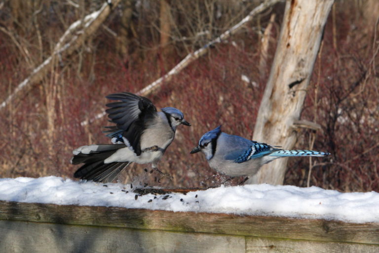 Do Blue Jays Eat Other Birds? What do They Eat? - Optics Mag