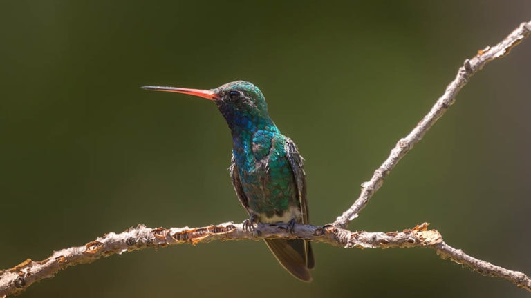 9 Types of Hummingbirds in Nevada (With Pictures) - Optics Mag