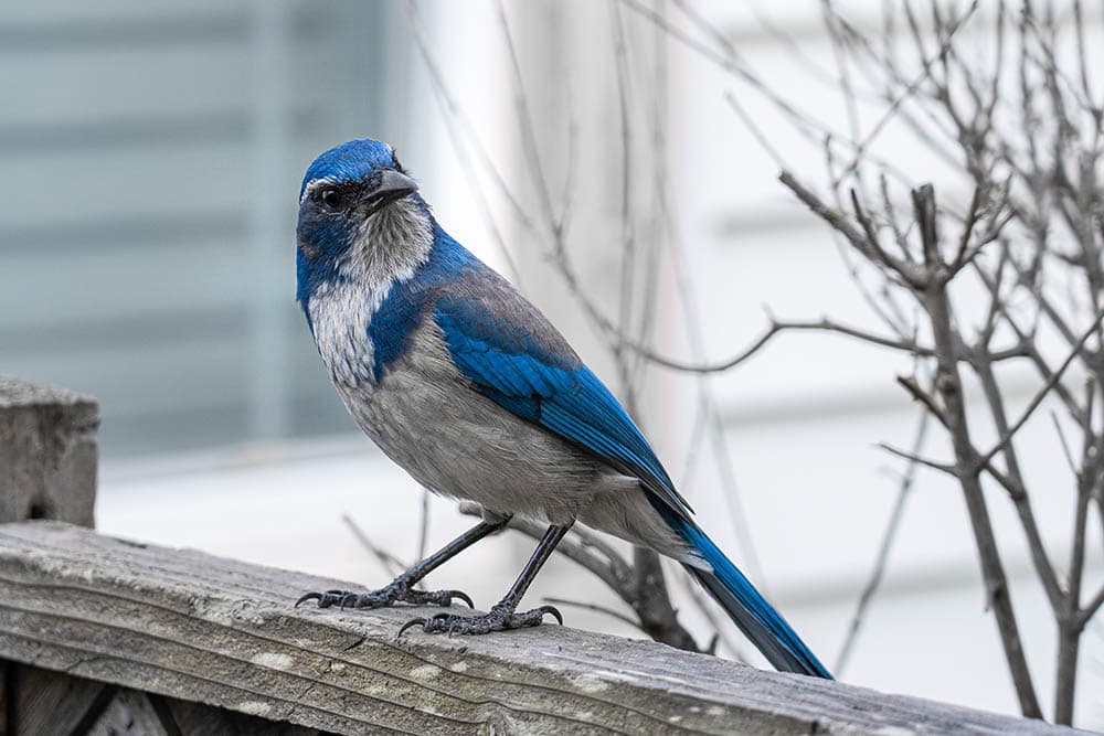9 Birds That Look Like Blue Jays (With Pictures) - Optics Mag