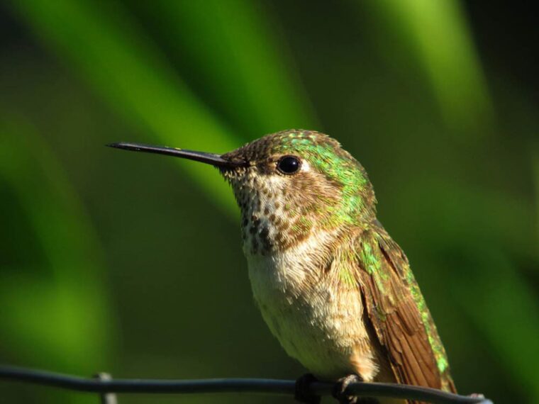 8 Naturally Occurring Hummingbird Colors: An Overview (with Pictures ...