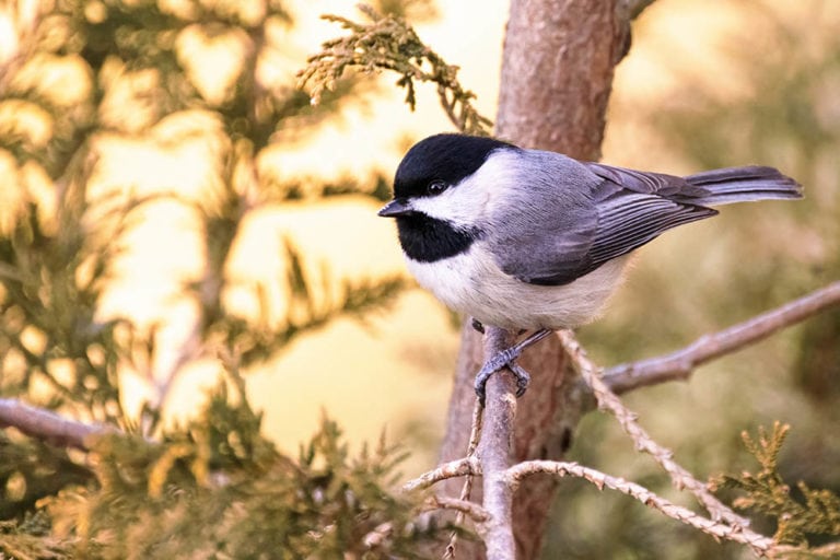 5 Types of Chickadees (With Pictures) - Optics Mag