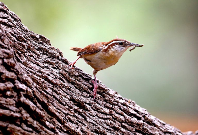 Carolina Wren: Field Guide, Pictures, Habitat & Info - Optics Mag
