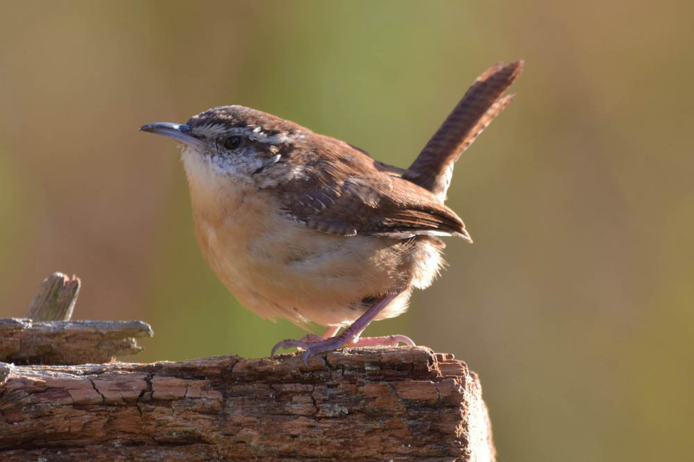 28 Common Backyard Birds In Alabama with Pictures Optics Mag 28 Common Backyard Birds In Alabama with Pictures Optics Mag