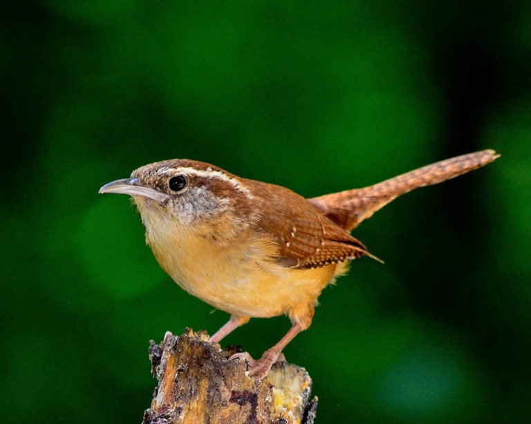 Carolina Wren: Field Guide, Pictures, Habitat & Info - Optics Mag