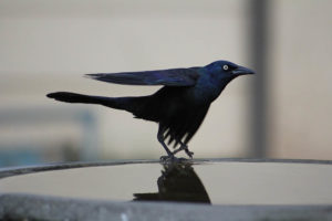 Common Grackle: Field Guide, Pictures, Habitat & Info - Optics Mag