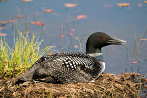 Common Loon: Field Guide, Pictures, Habitat & Info - Optics Mag