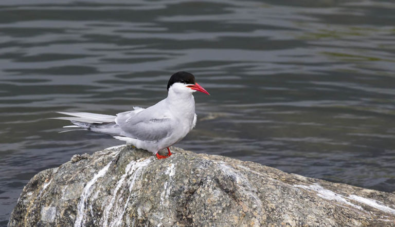 20 Birds That Dive for Fish (With Pictures) - Optics Mag