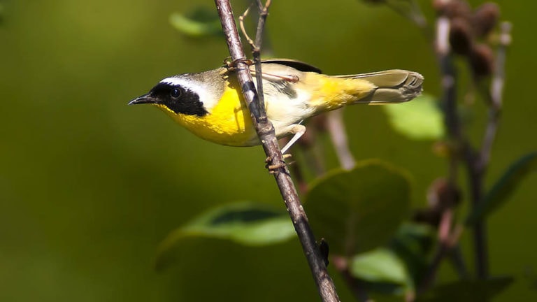 20 Birds with Yellow Breasts (with Pictures) - Optics Mag