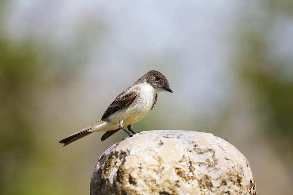 28 Common Backyard Birds in Alabama (with Pictures) - Optics Mag