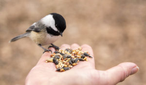 What Do Baby Chickadees Eat? 3 Common Foods - Optics Mag