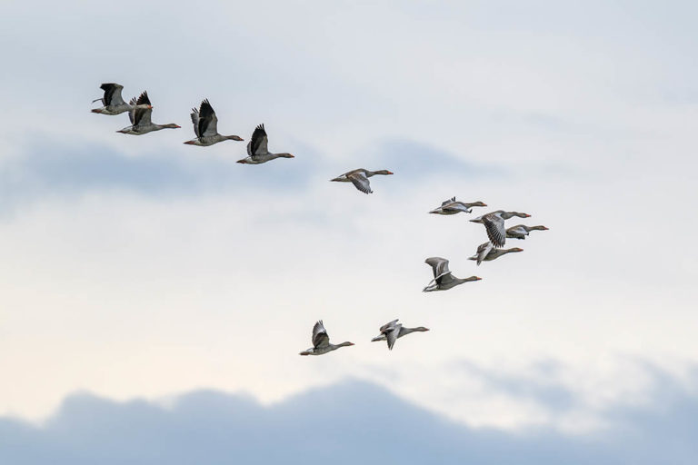 Why Do Birds Fly in a V Formation? The 2 Main Reasons - Optics Mag