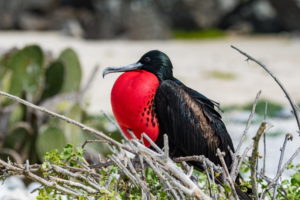 10 Types of Seabirds: An Overview (with Pictures) - Optics Mag