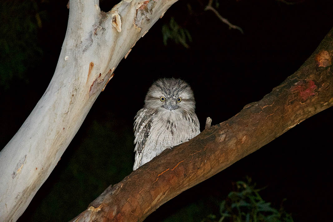 Can Birds See at Night? What The Science Tells Us - Optics Mag
