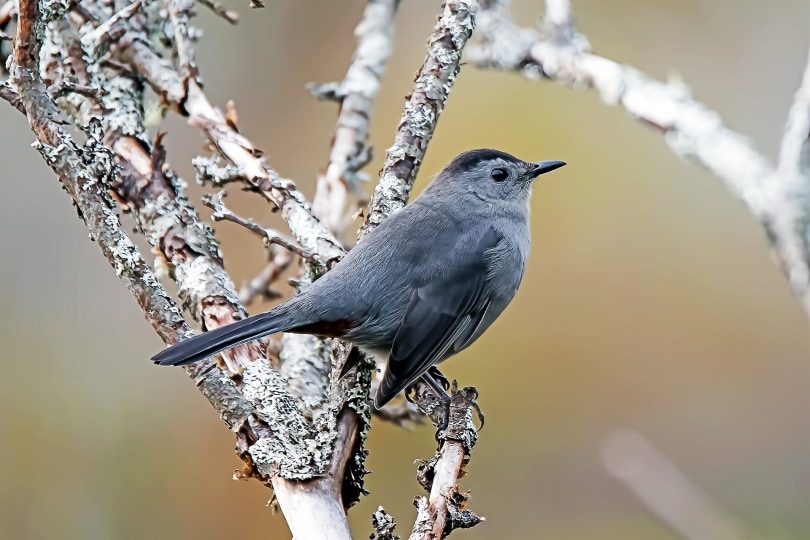 30 Common Backyard Birds in Virginia (with Pictures) - Optics Mag