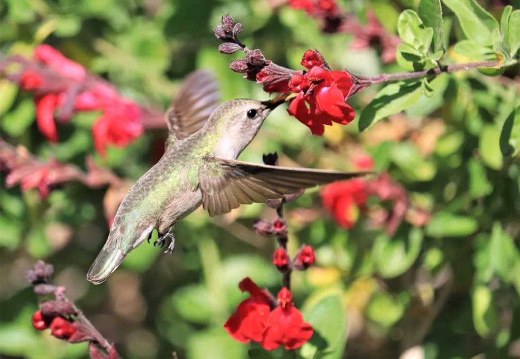 8 Naturally Occurring Hummingbird Colors: An Overview (with Pictures ...