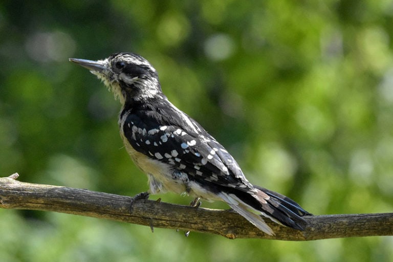 30 Common Backyard Birds in Minnesota (With Pictures) - Optics Mag