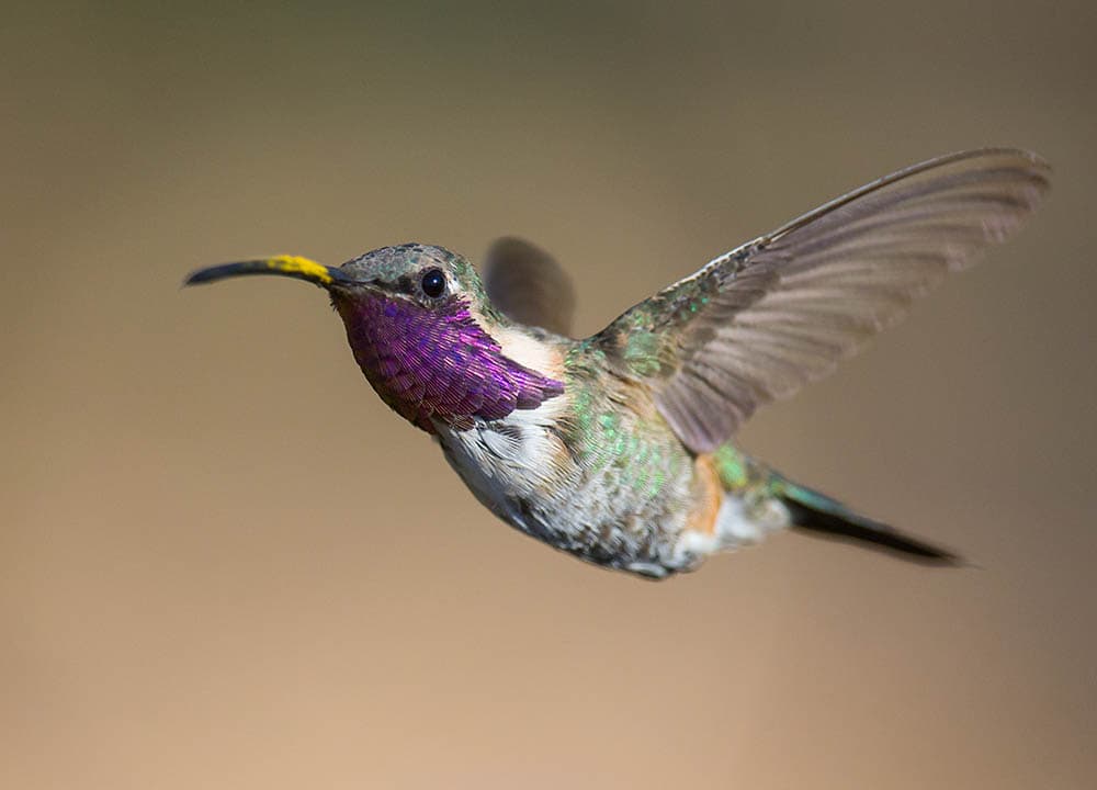 Are Birds Cold-Blooded? What You Need to Know! - Optics Mag