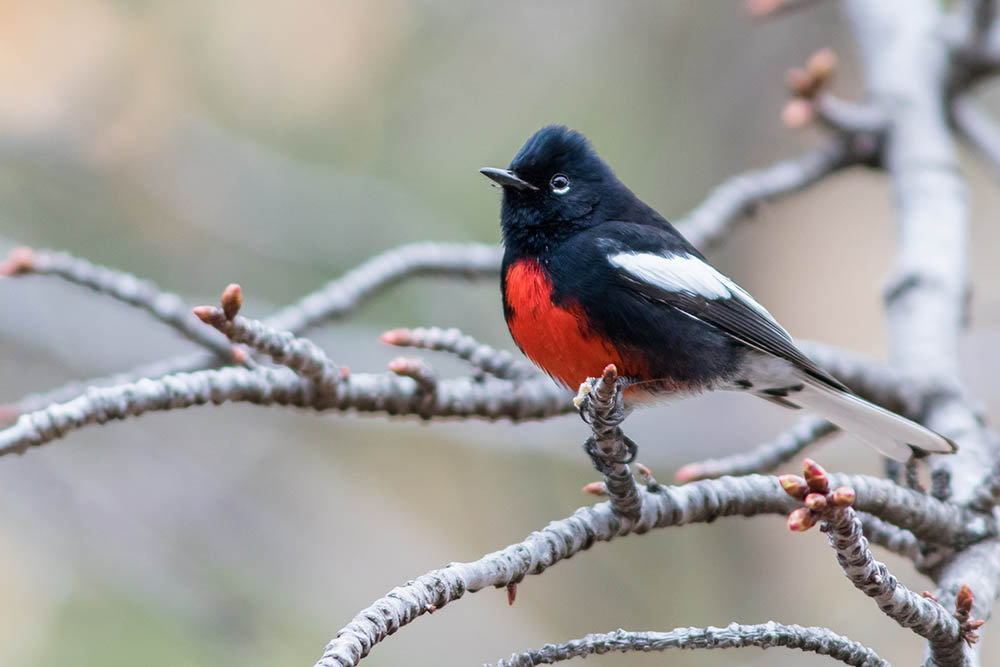 14 Birds That Look Like Robins (With Pictures) - Optics Mag