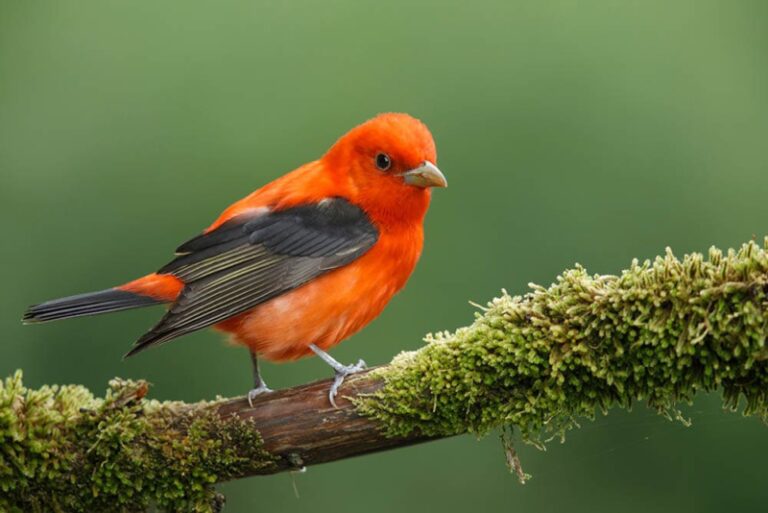 20 Birds With Red Chests (with Pictures) - Optics Mag