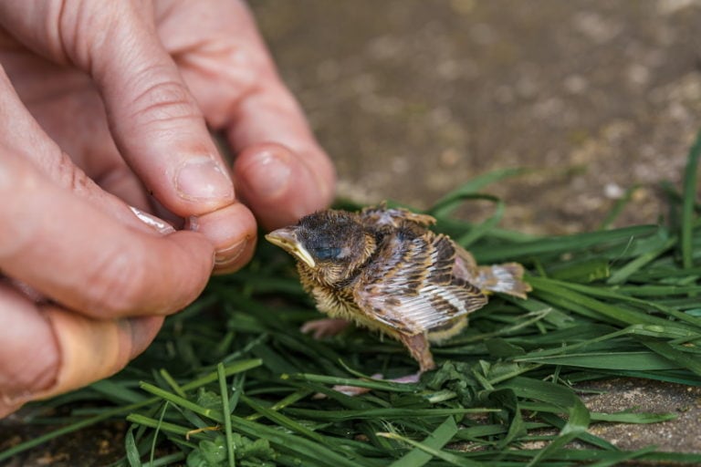 Can Birds Pick Up Their Babies? What You Need to Know! - Optics Mag