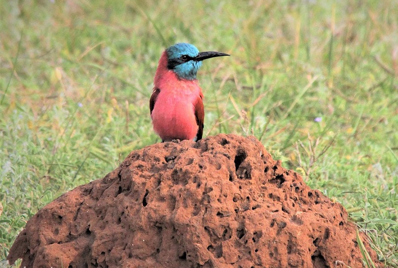 Do Birds Eat Ants? What You Need To Know! - Optics Mag