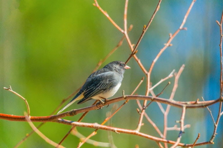 12 Types of Mockingbird Species: An Overview (With Pictures) - Optics Mag