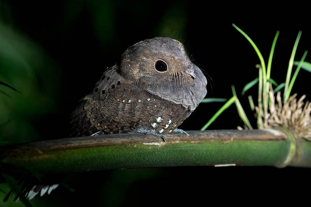 Do Birds Fly At Night? What You Need To Know - Optics Mag