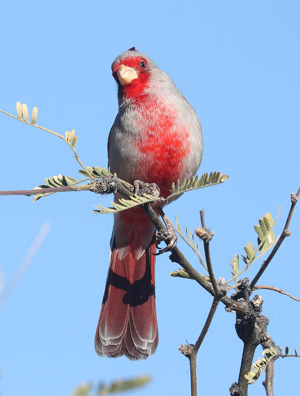 16 Birds That Look Like Cardinals (With Pictures) - Optics Mag