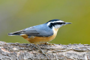 4 Common Types of Nuthatches (With Pictures) - Optics Mag