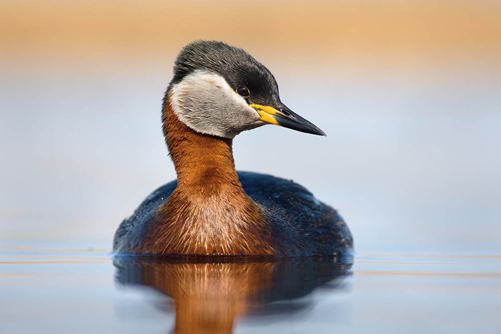 20 Birds That Dive for Fish (With Pictures) - Optics Mag