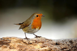 What is Wisconsin's state bird? How was it decided? - Optics Mag