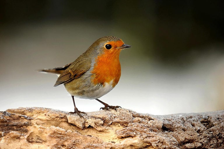 What is Wisconsin's state bird? How was it decided? - Optics Mag