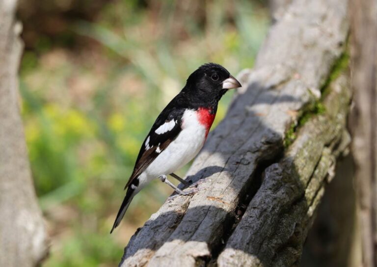 20 Birds With Red Chests (with Pictures) - Optics Mag