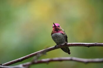 8 Naturally Occurring Hummingbird Colors: An Overview (with Pictures ...